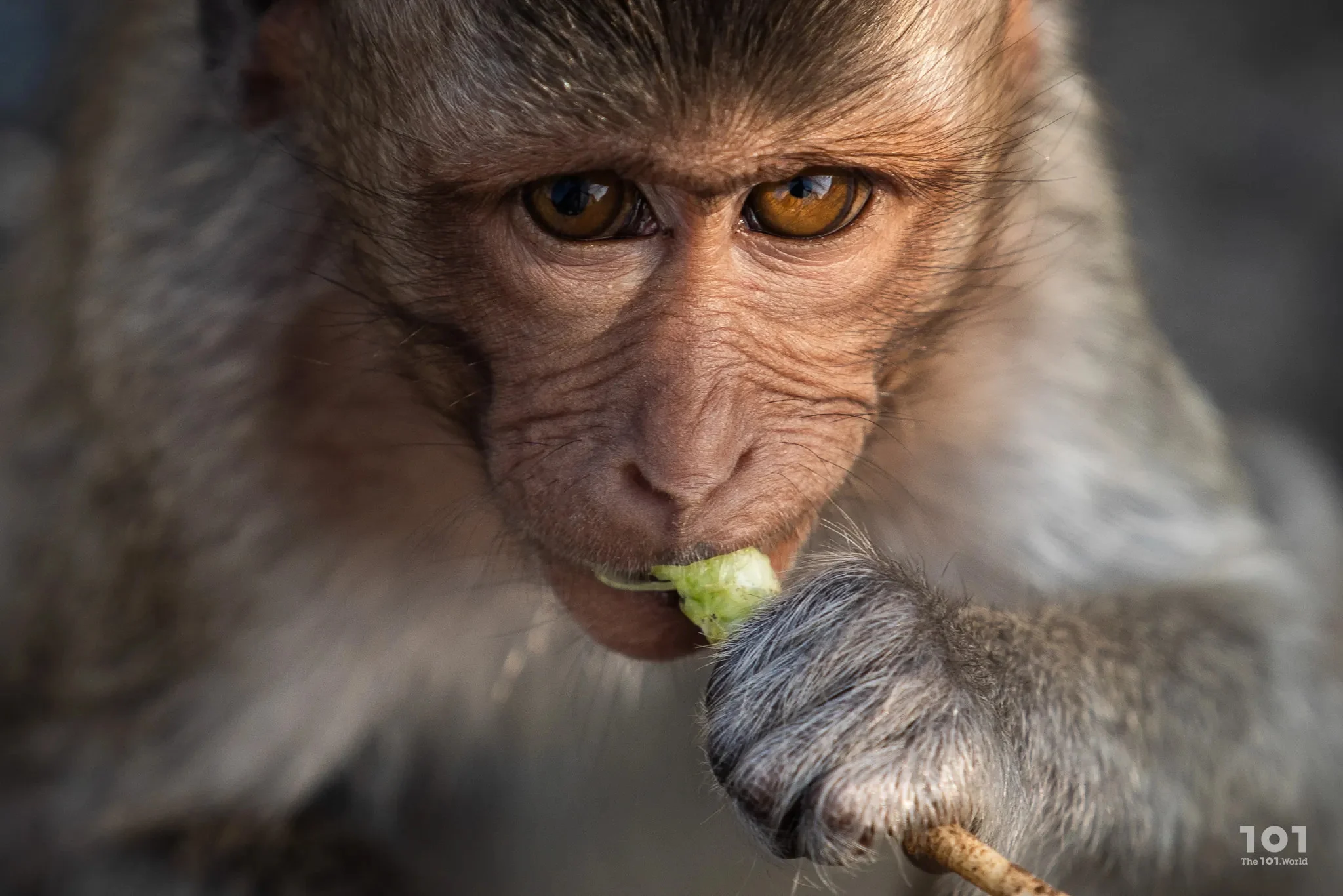 ลิงโลกเก่าในเมืองใหม่: ลิงลพบุรี ปัญหา ‘ลิงแก้แห’ ที่ควรแก้ได้ - The ...