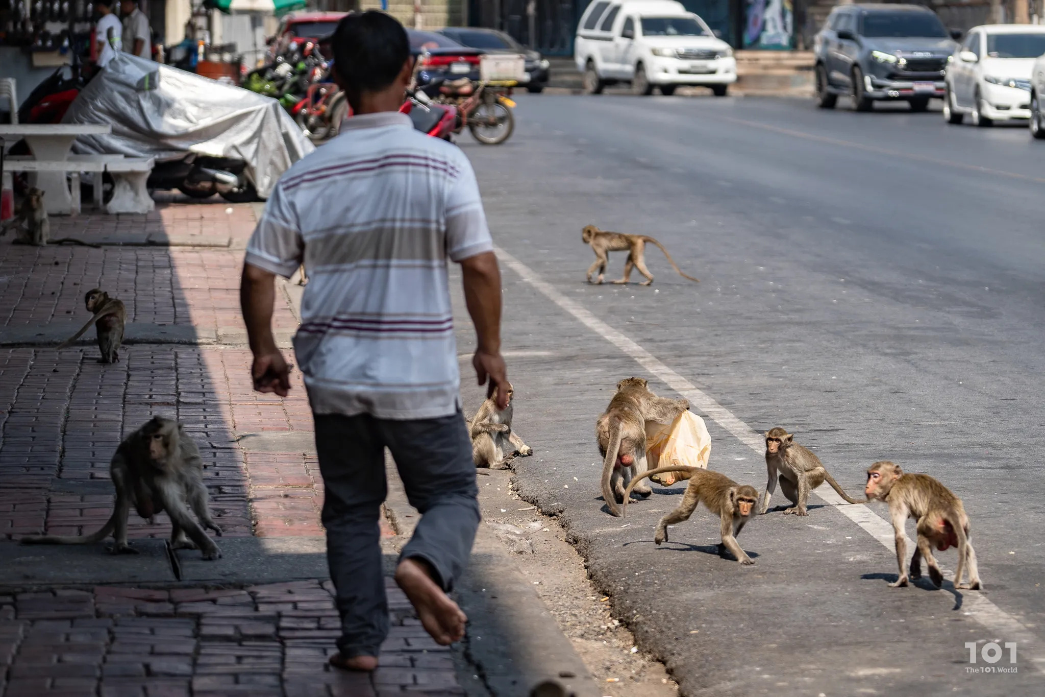 ลิงโลกเก่าในเมืองใหม่: ลิงลพบุรี ปัญหา ‘ลิงแก้แห’ ที่ควรแก้ได้ - The ...