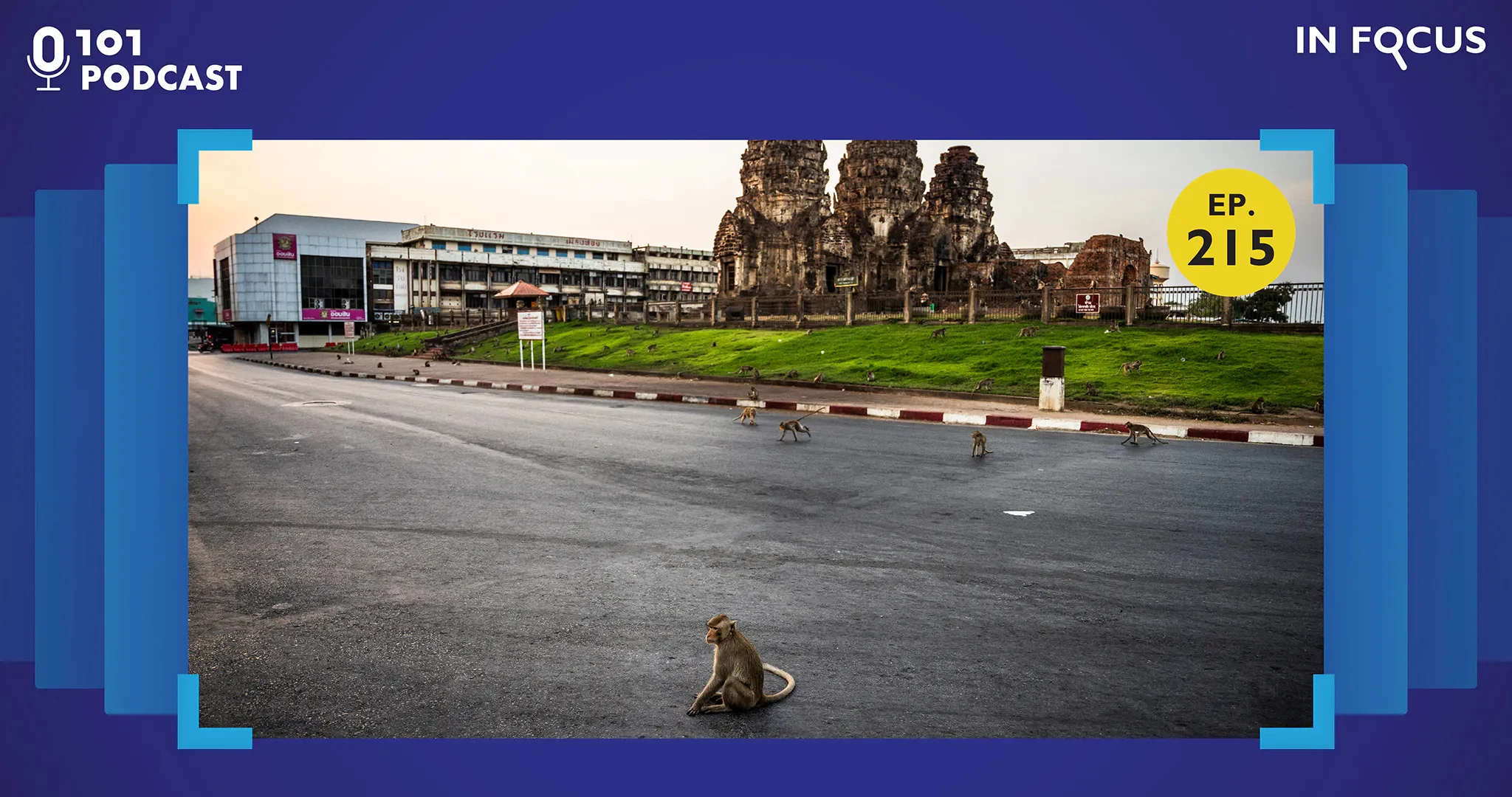101 In Focus EP.215: ลิงลพบุรี ปัญหา ‘ลิงแก้แห’ ที่ควรแก้ได้ - The 101 World 101 in focus
